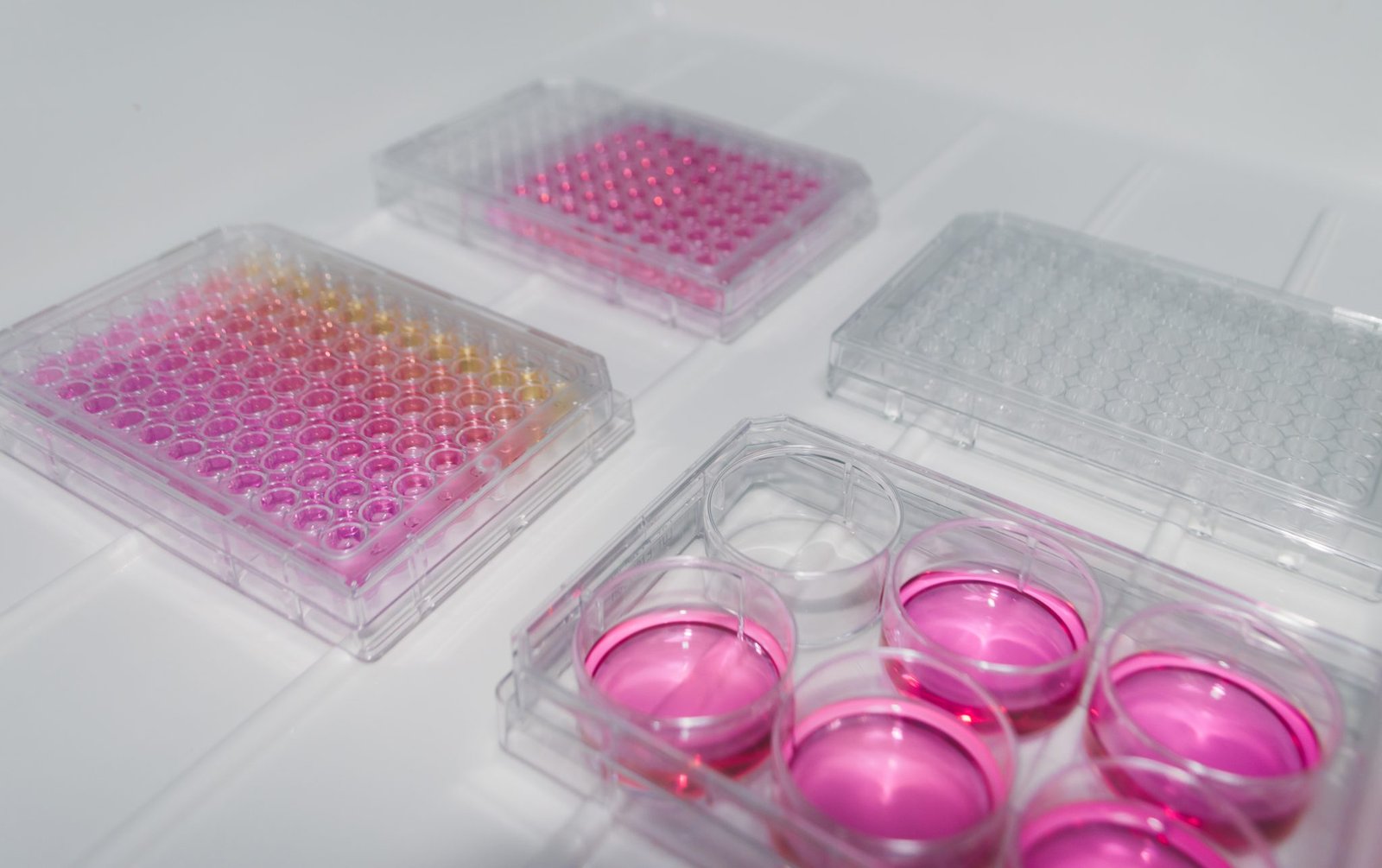 European Standard - M.C.I. Santé Animale